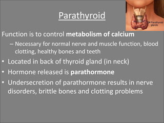 Endocrine System.ppt