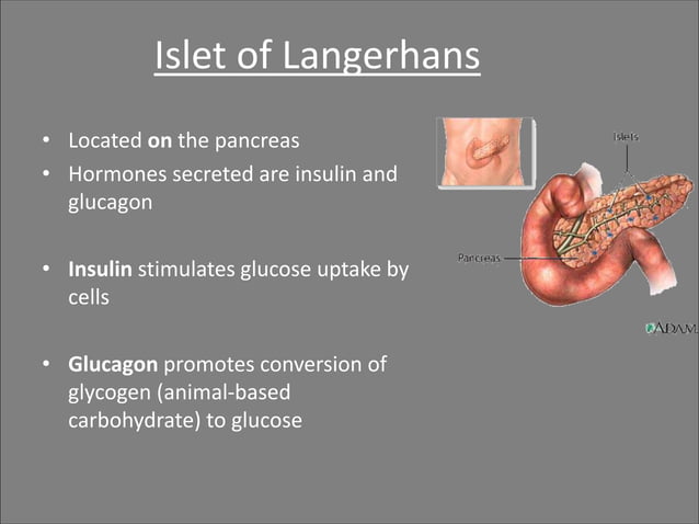 Endocrine System.ppt | Thyroid Disorders | Endocrine and Metabolic Diseases