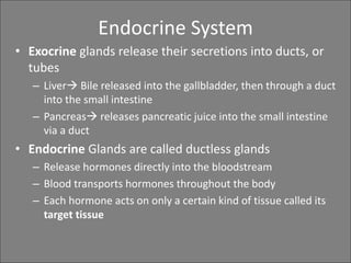 Endocrine System.ppt