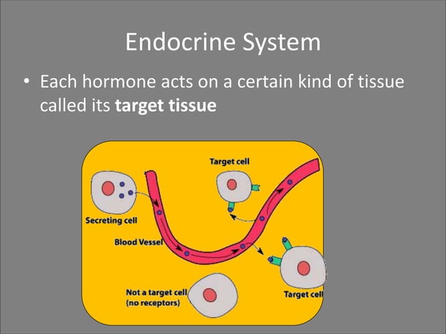 Endocrine System.ppt | Thyroid Disorders | Endocrine and Metabolic Diseases