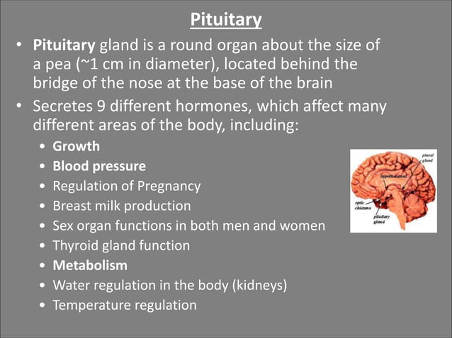 Endocrine System.ppt | Thyroid Disorders | Endocrine and Metabolic Diseases
