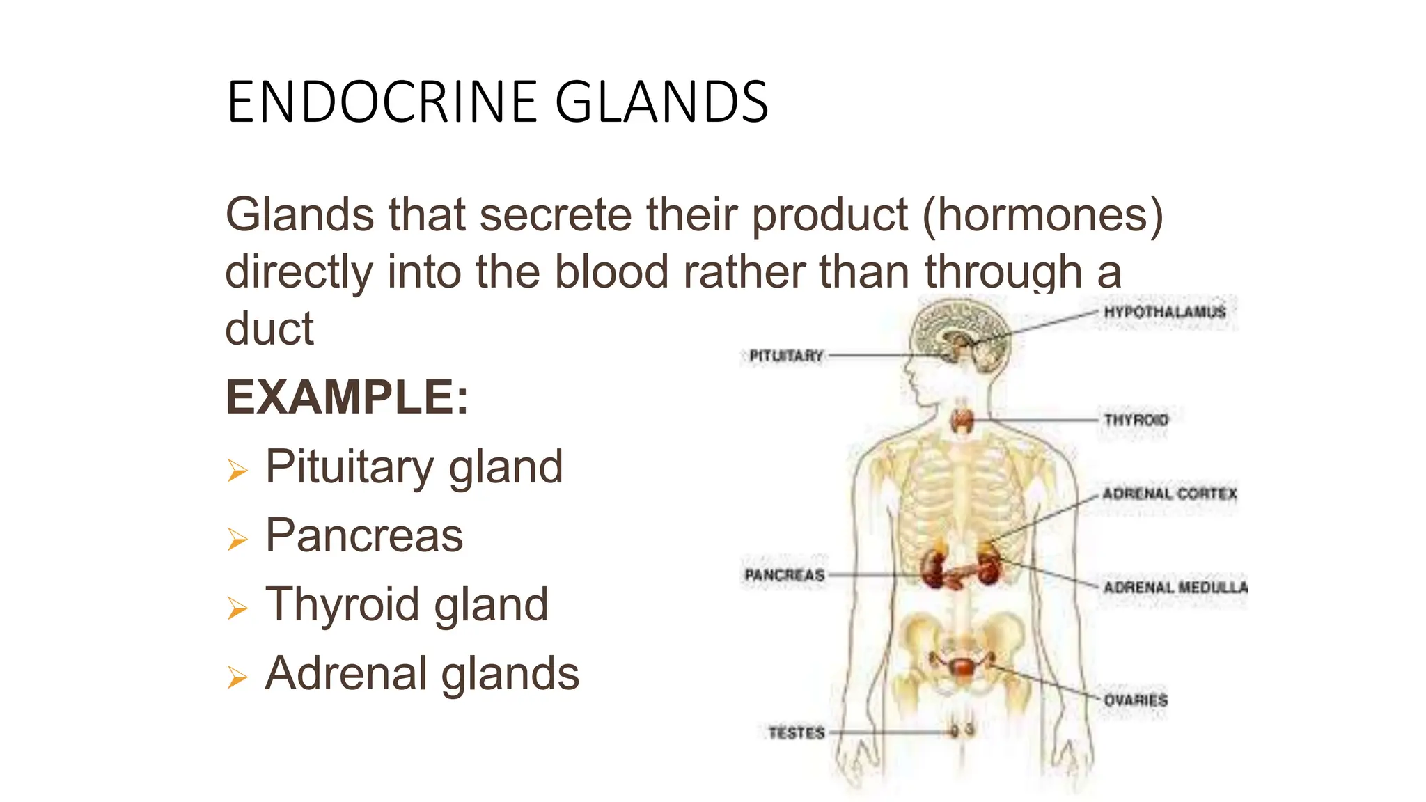 ENDOCRINE SYSTEM.pptx