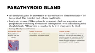ENDOCRINE SYSTEM.pptx