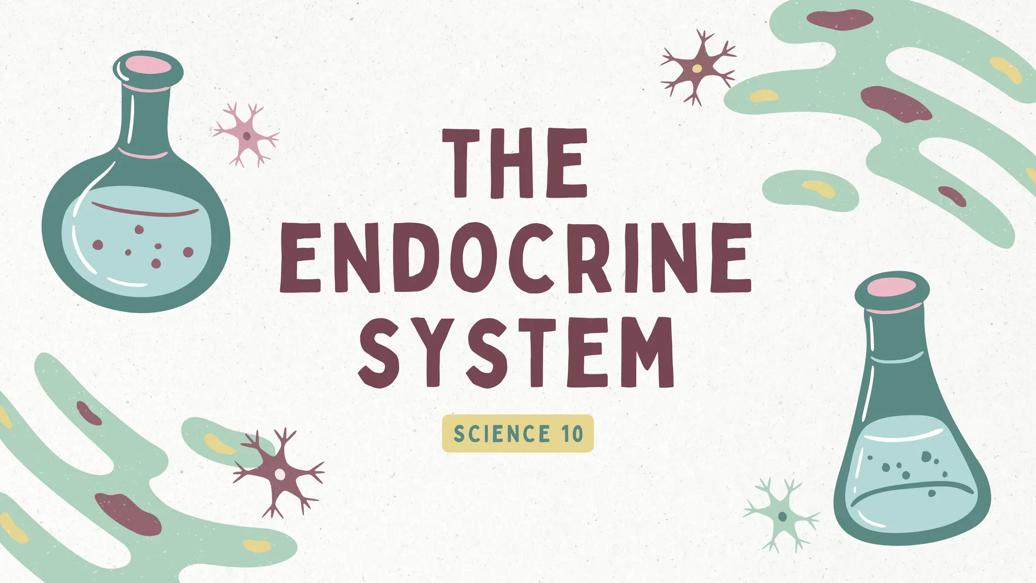 Endocrine System.pdf