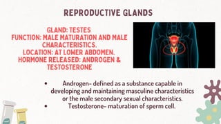 Endocrine System.pdf
