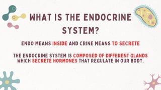 Endocrine System.pdf