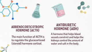 Endocrine System.pdf