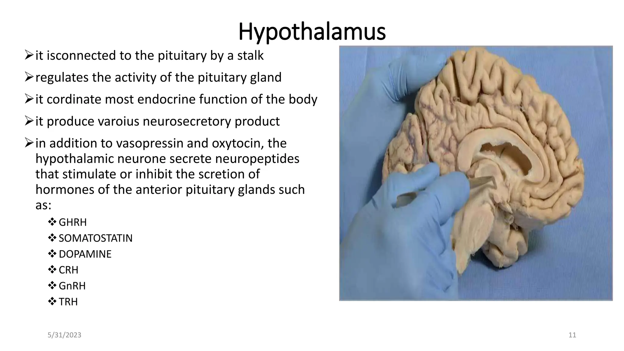 The Endocrine System .The endocrine system is made up of glands that ...