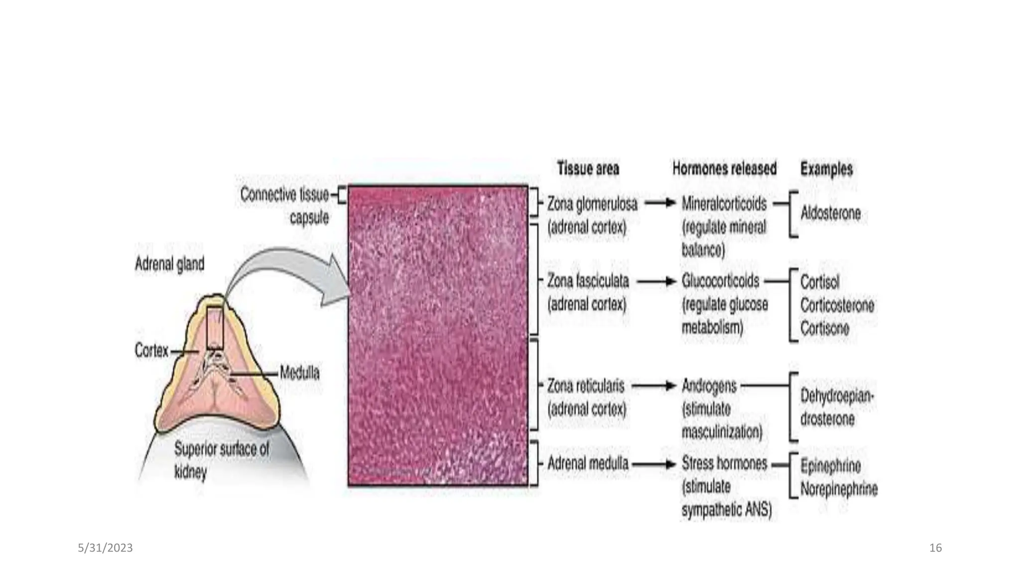 The Endocrine System .The endocrine system is made up of glands that ...