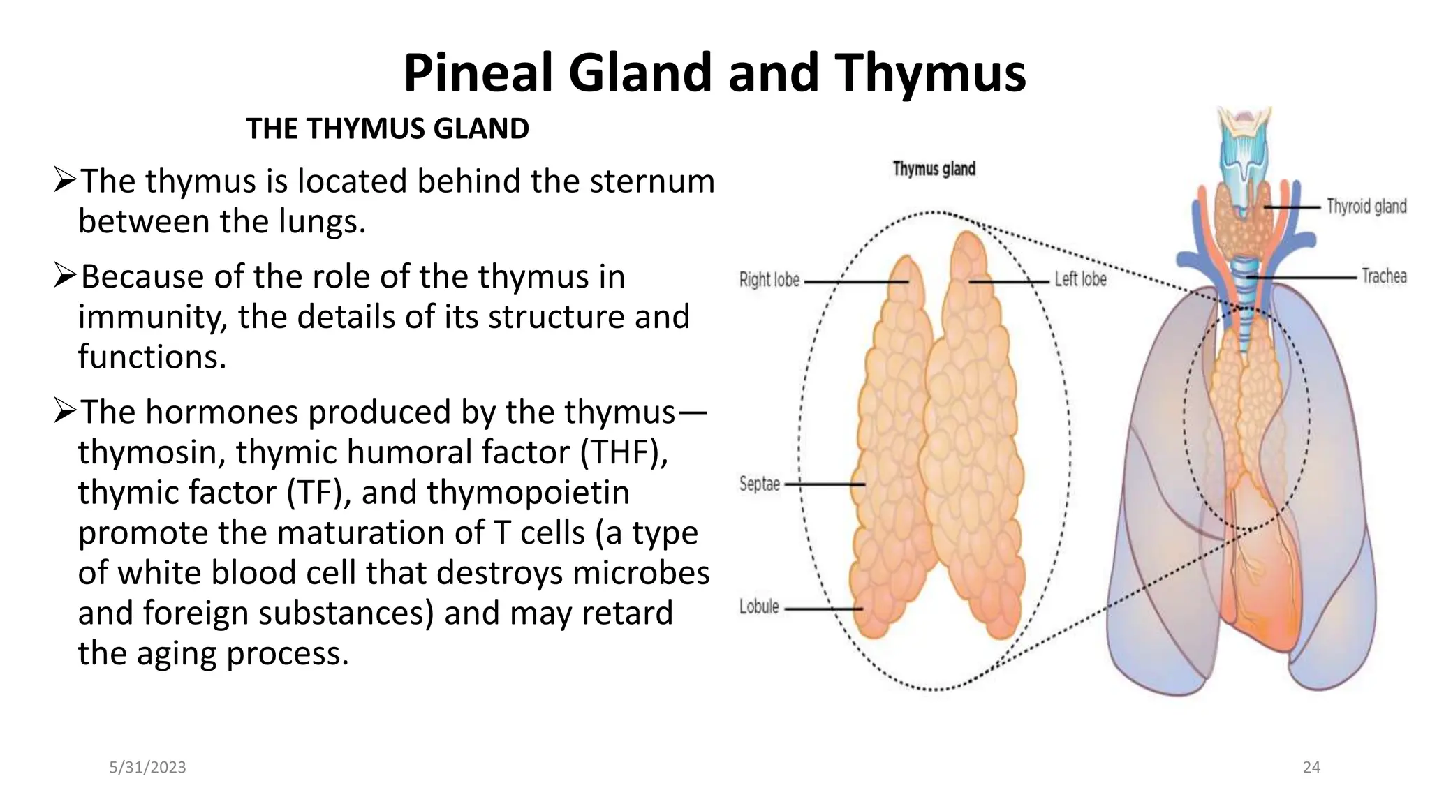 The Endocrine System .The endocrine system is made up of glands that ...