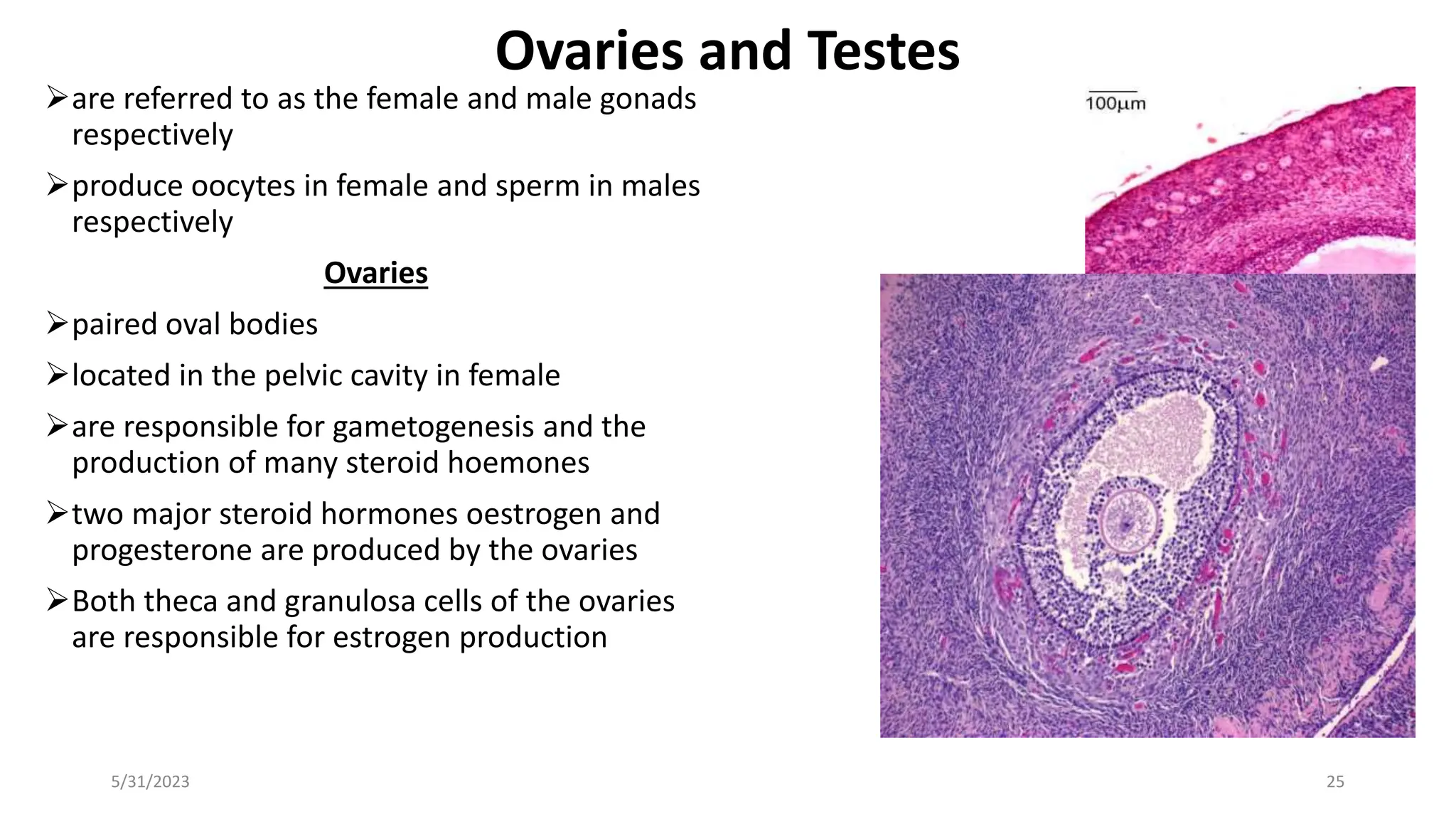 The Endocrine System .The endocrine system is made up of glands that ...
