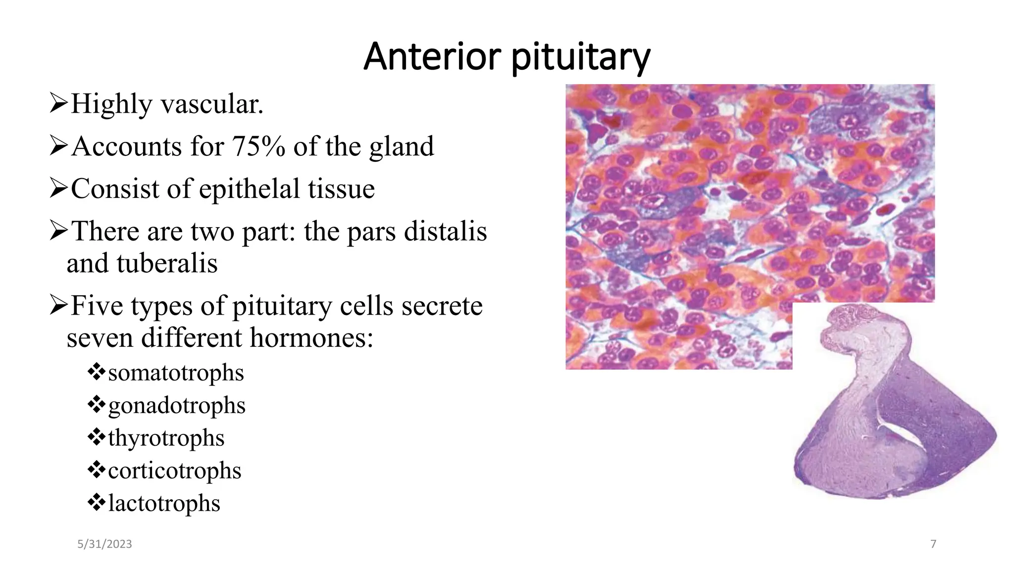 The Endocrine System .The endocrine system is made up of glands that ...