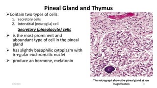 The Endocrine System .The endocrine system is made up of glands that ...