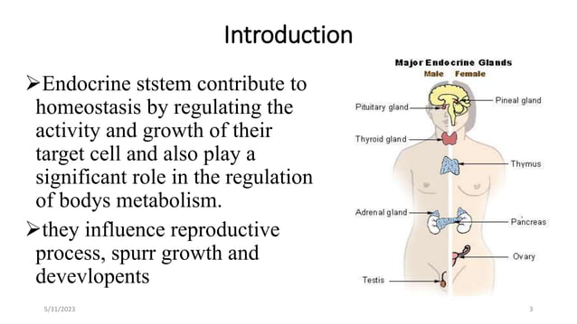 The Endocrine System .The endocrine system is made up of glands that make hormones. Hormones are ...