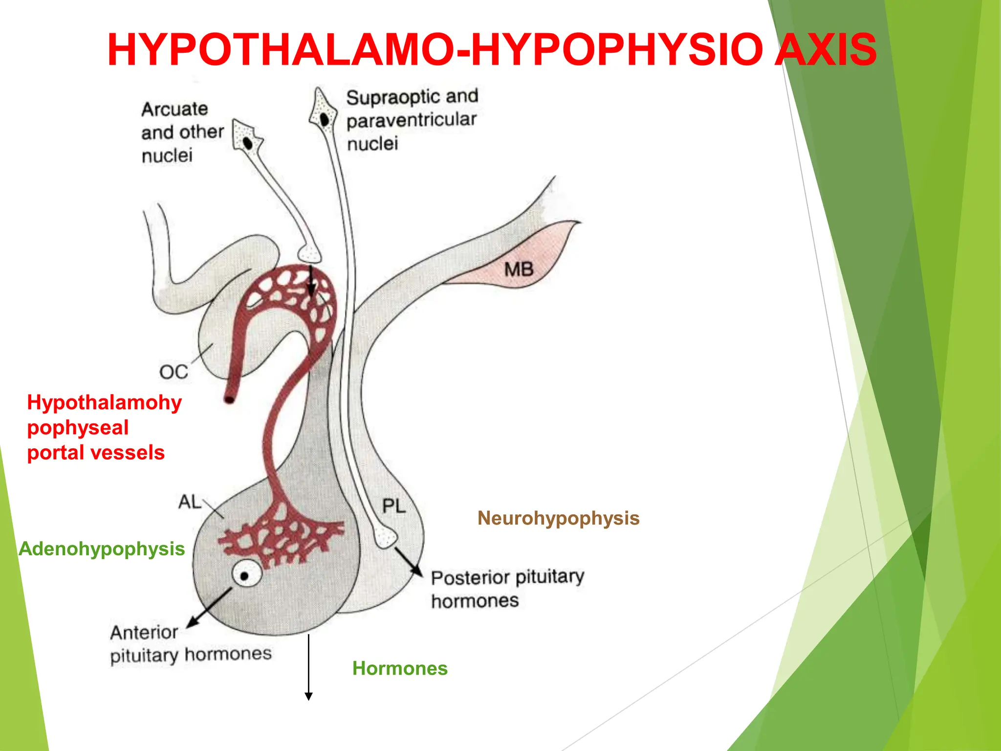 Endocrine system, pathophysiology, with it's management | PPTX