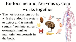 Endocrine System and nervous ppt for lessons .pptx