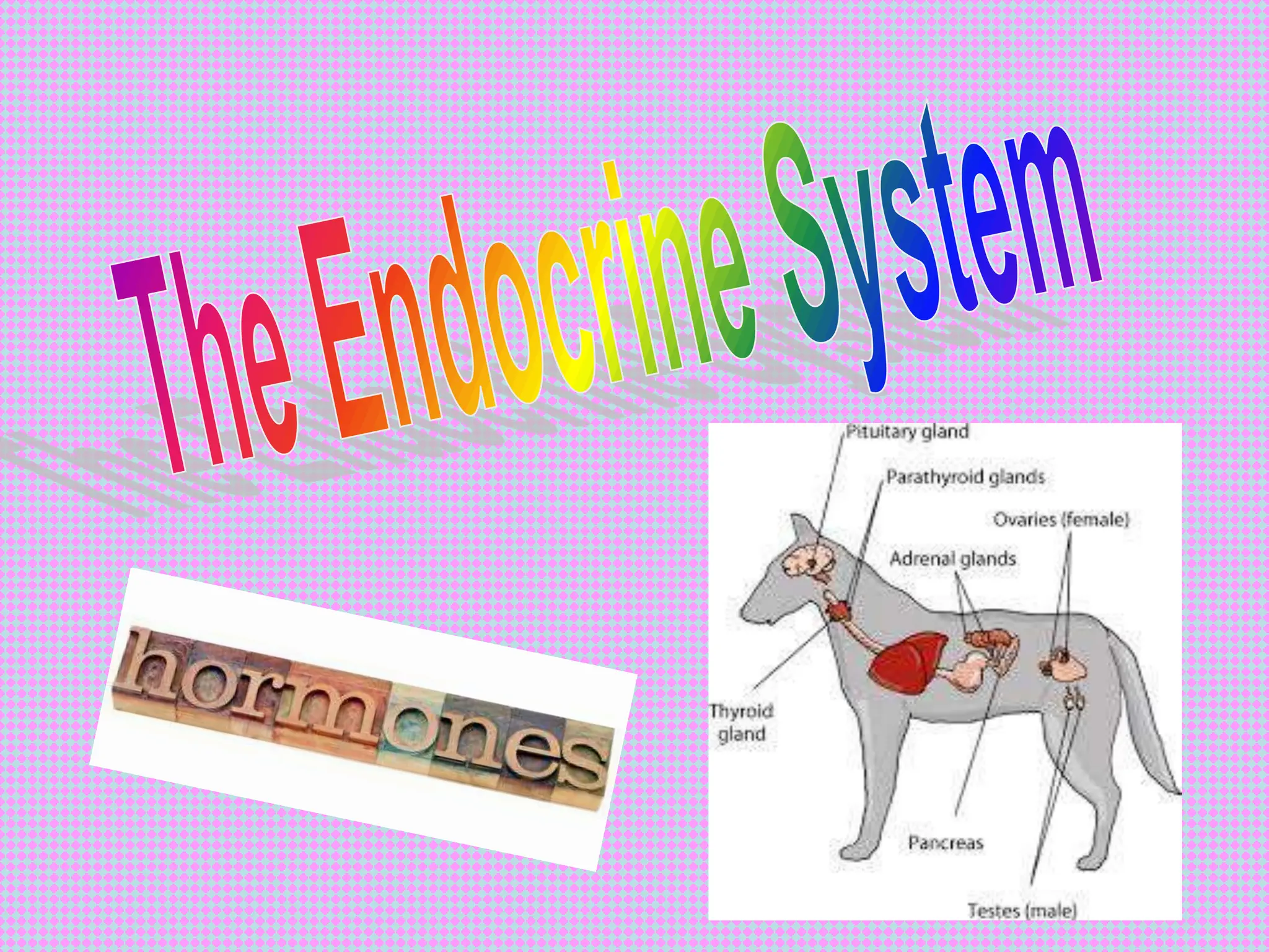 Endocrine System presentation general.ppt