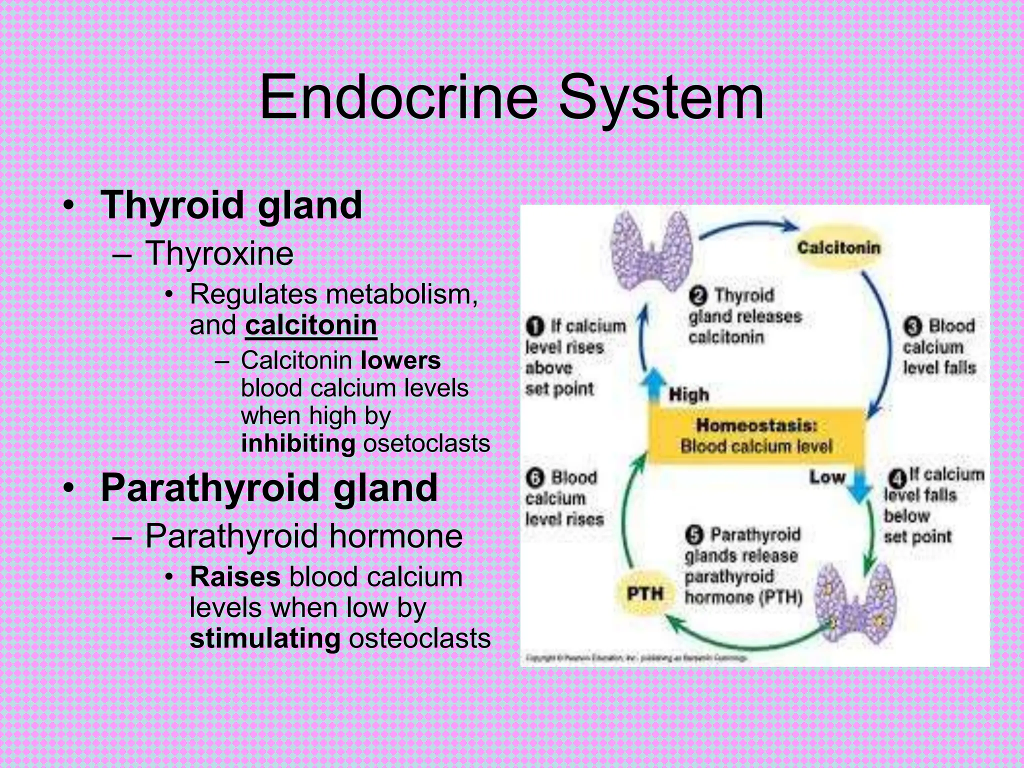 Endocrine System presentation general.ppt | Thyroid Disorders ...