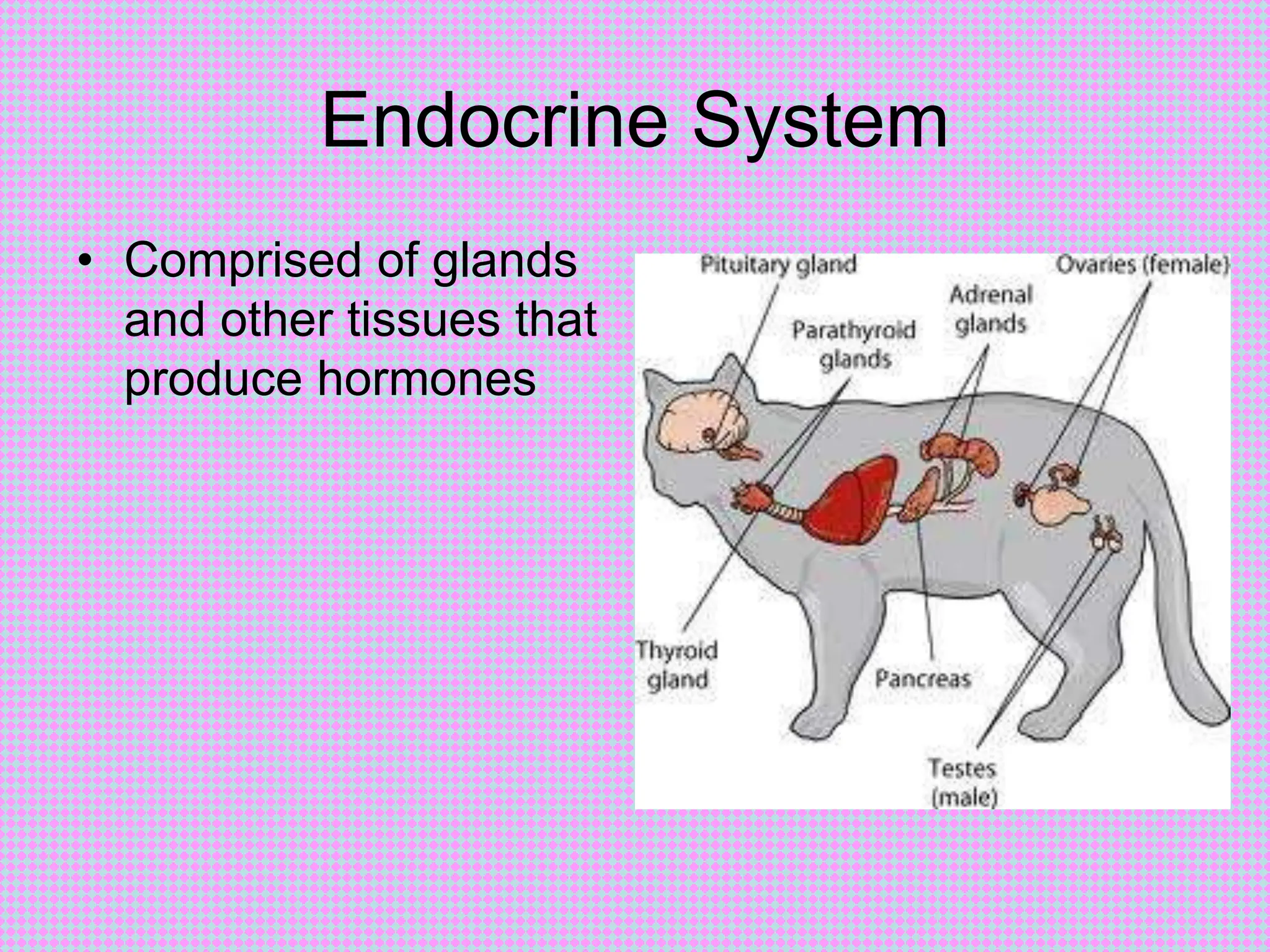 Endocrine System presentation general.ppt