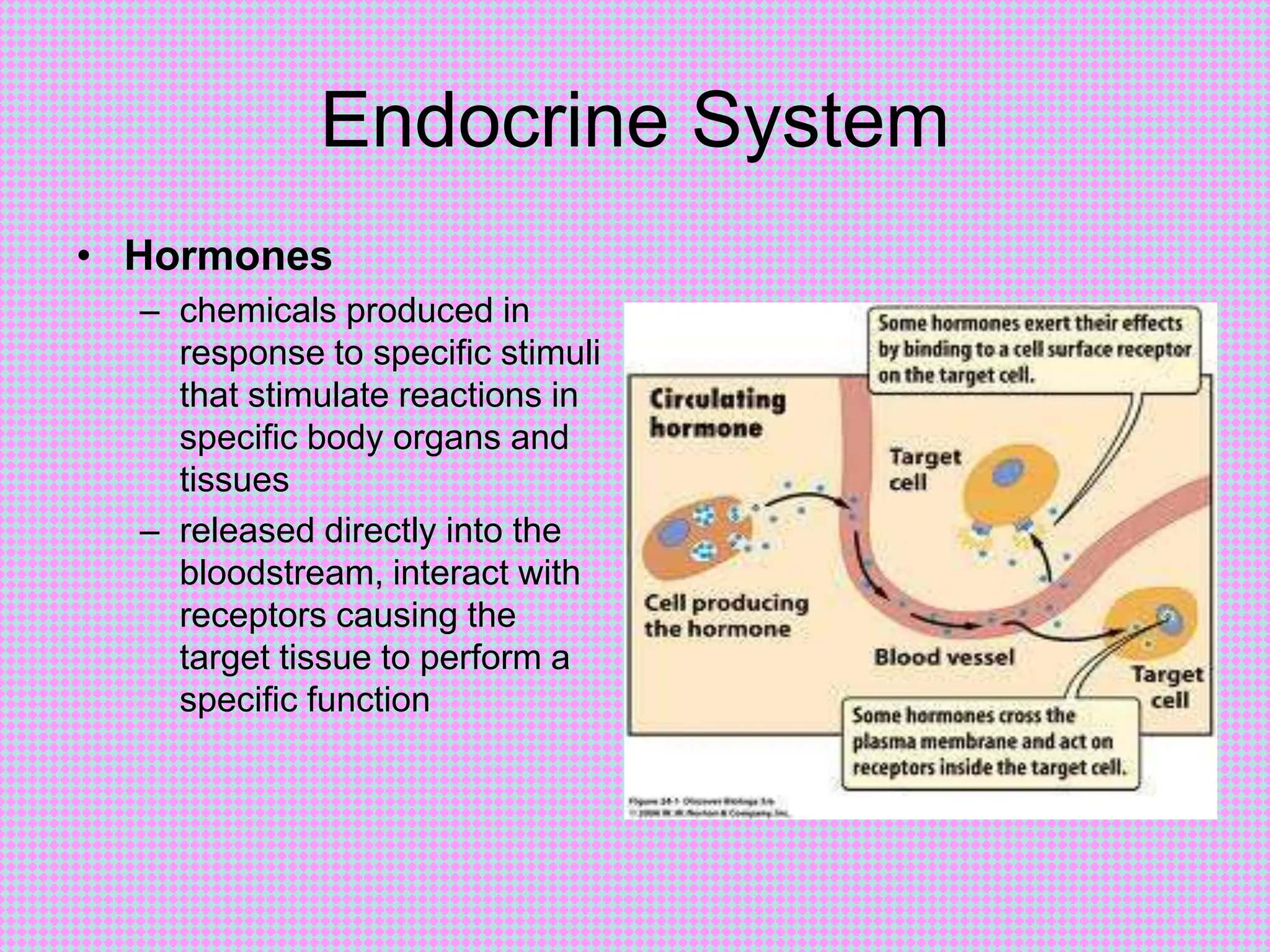 Endocrine System presentation general.ppt | Thyroid Disorders ...