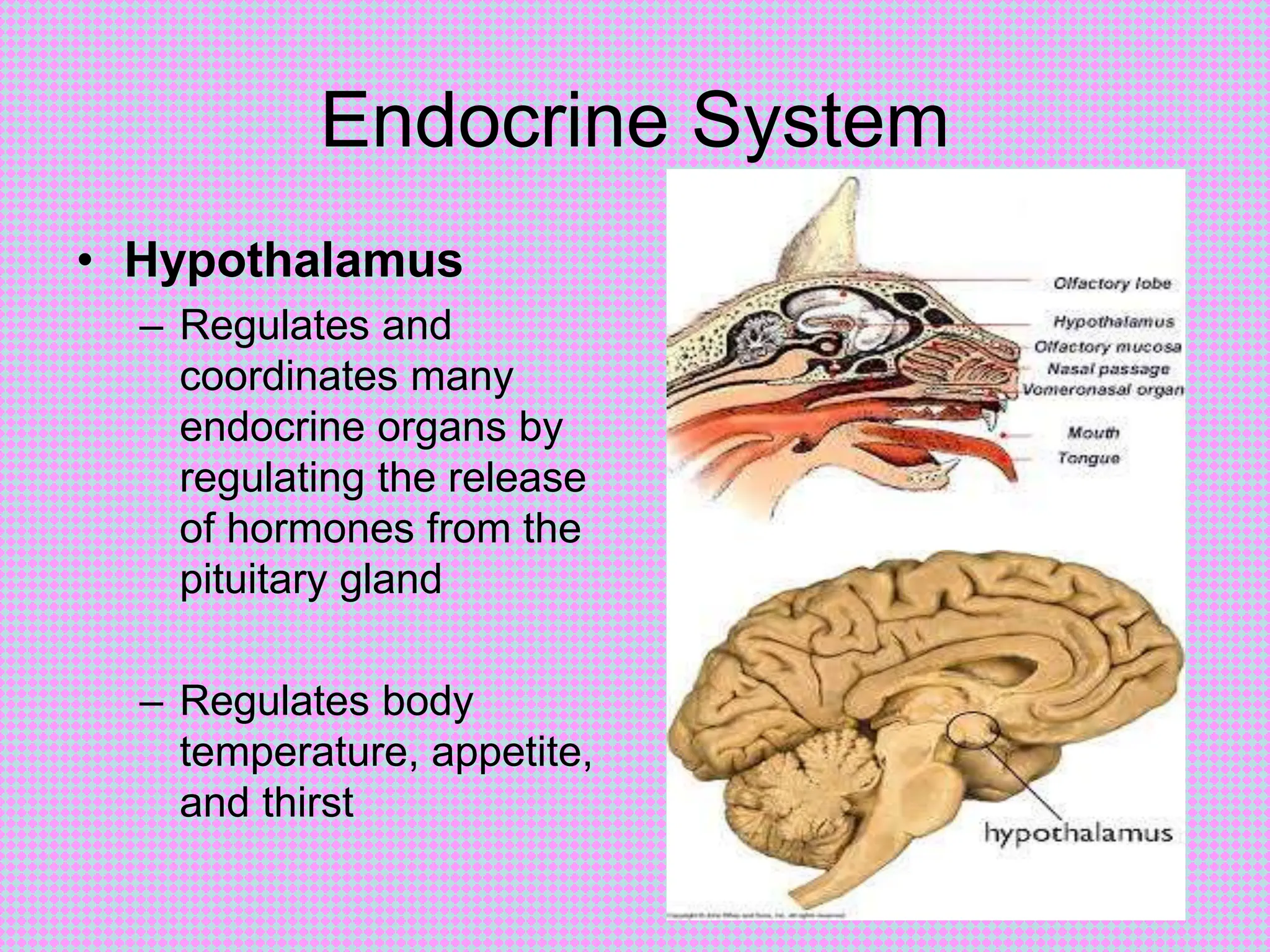 Endocrine System presentation general.ppt | Thyroid Disorders ...