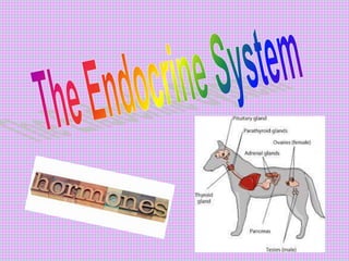 Endocrine System presentation general.ppt | Thyroid Disorders ...
