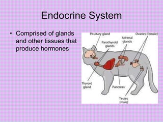 Endocrine System presentation general.ppt