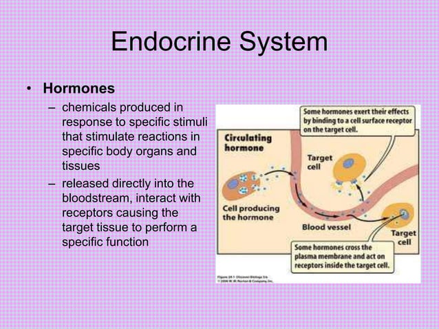 Endocrine System presentation general.ppt | Thyroid Disorders ...