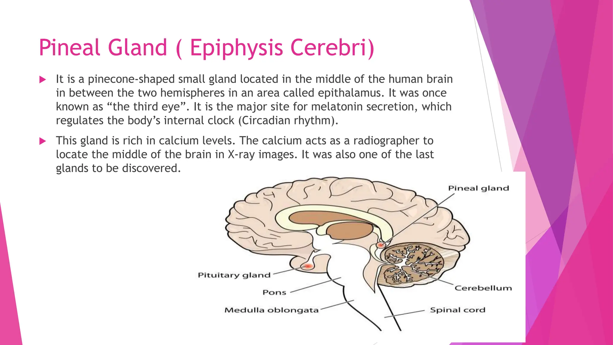 Anatomy & Physiology of Endocrine System.pptx