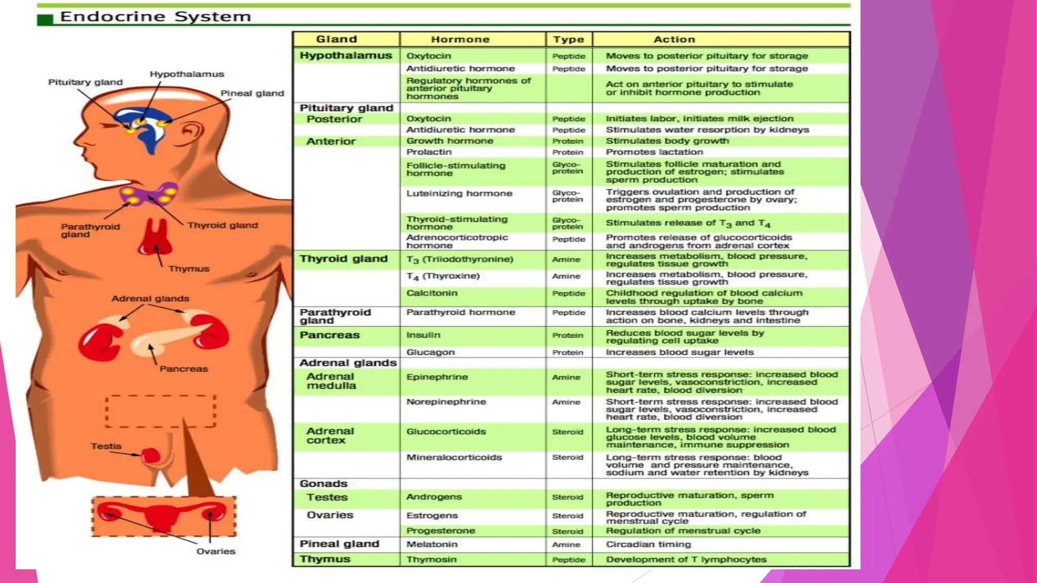 Anatomy & Physiology of Endocrine System.pptx