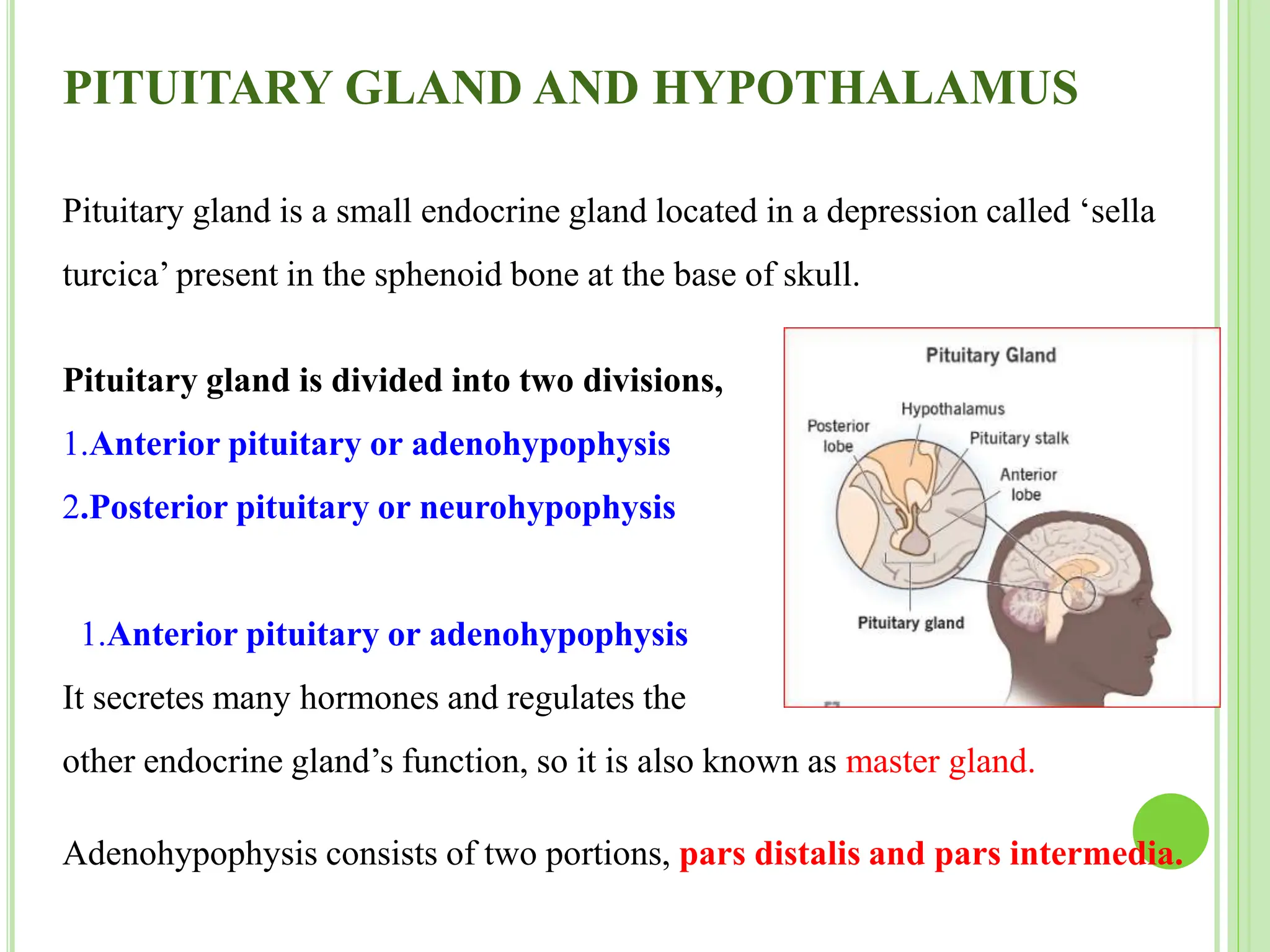 Endocrine system human anatomy and physiology | PPTX
