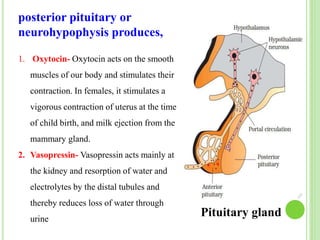 Endocrine system human anatomy and physiology | PPTX