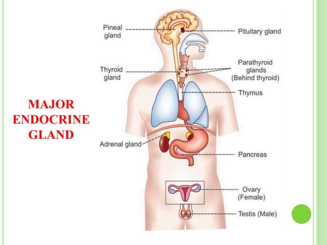 Endocrine system human anatomy and physiology | PPTX | Hormonal Disorders | Endocrine and ...