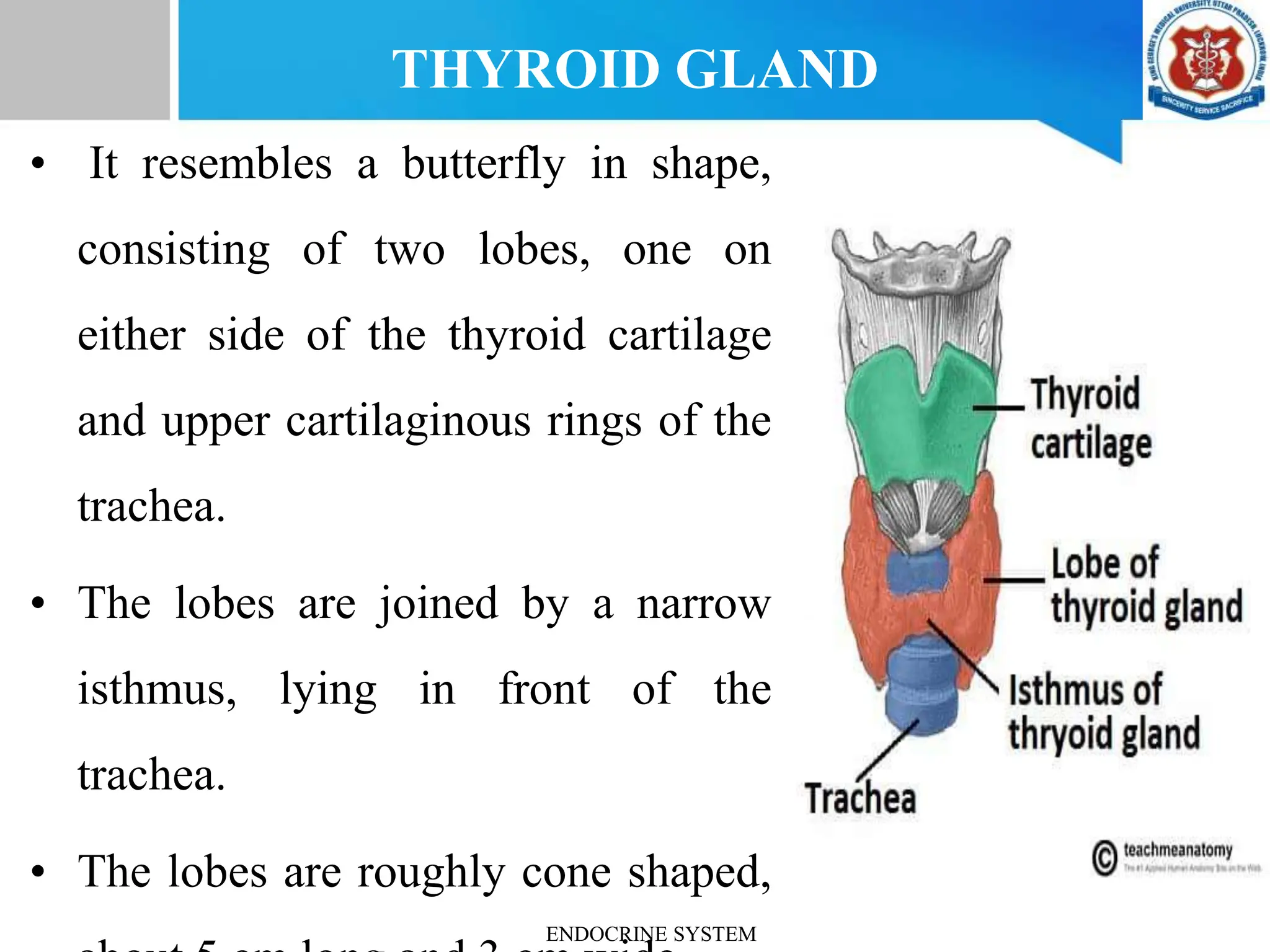 Endocrine system for nursing.pptx