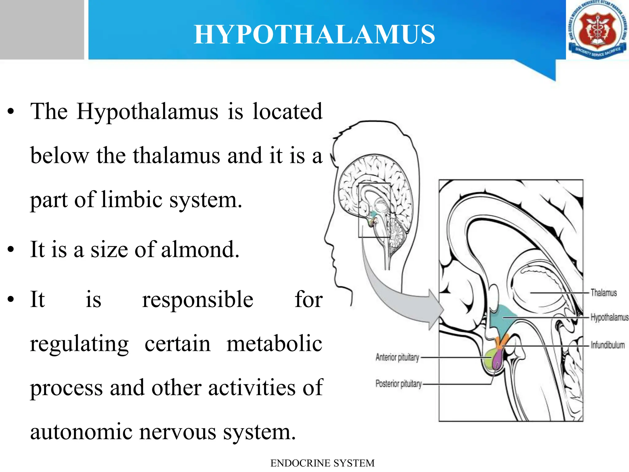 Endocrine system for nursing.pptx