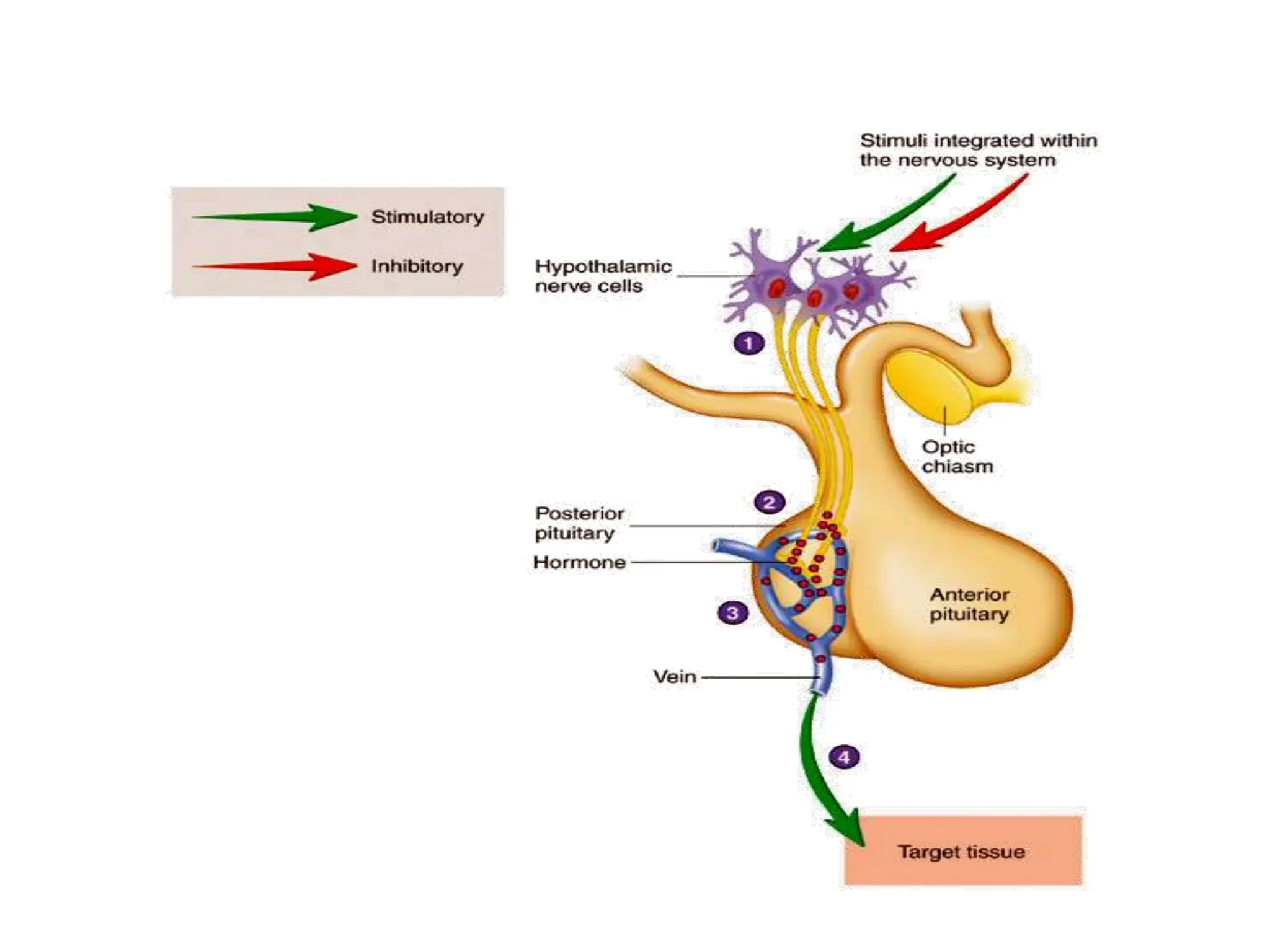 Endocrine system, its classification, chemical signals, receptors ...
