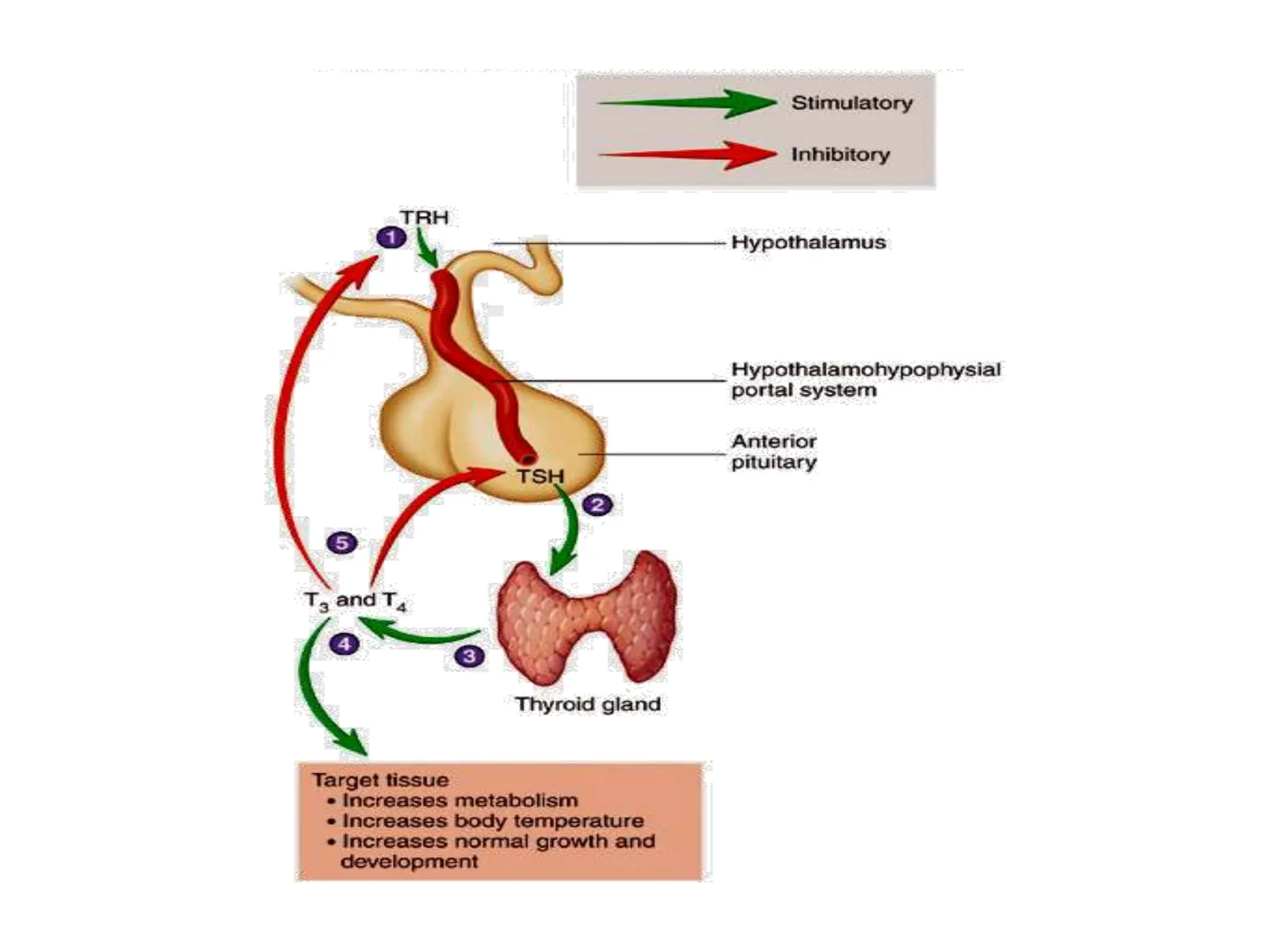 Endocrine system, its classification, chemical signals, receptors ...