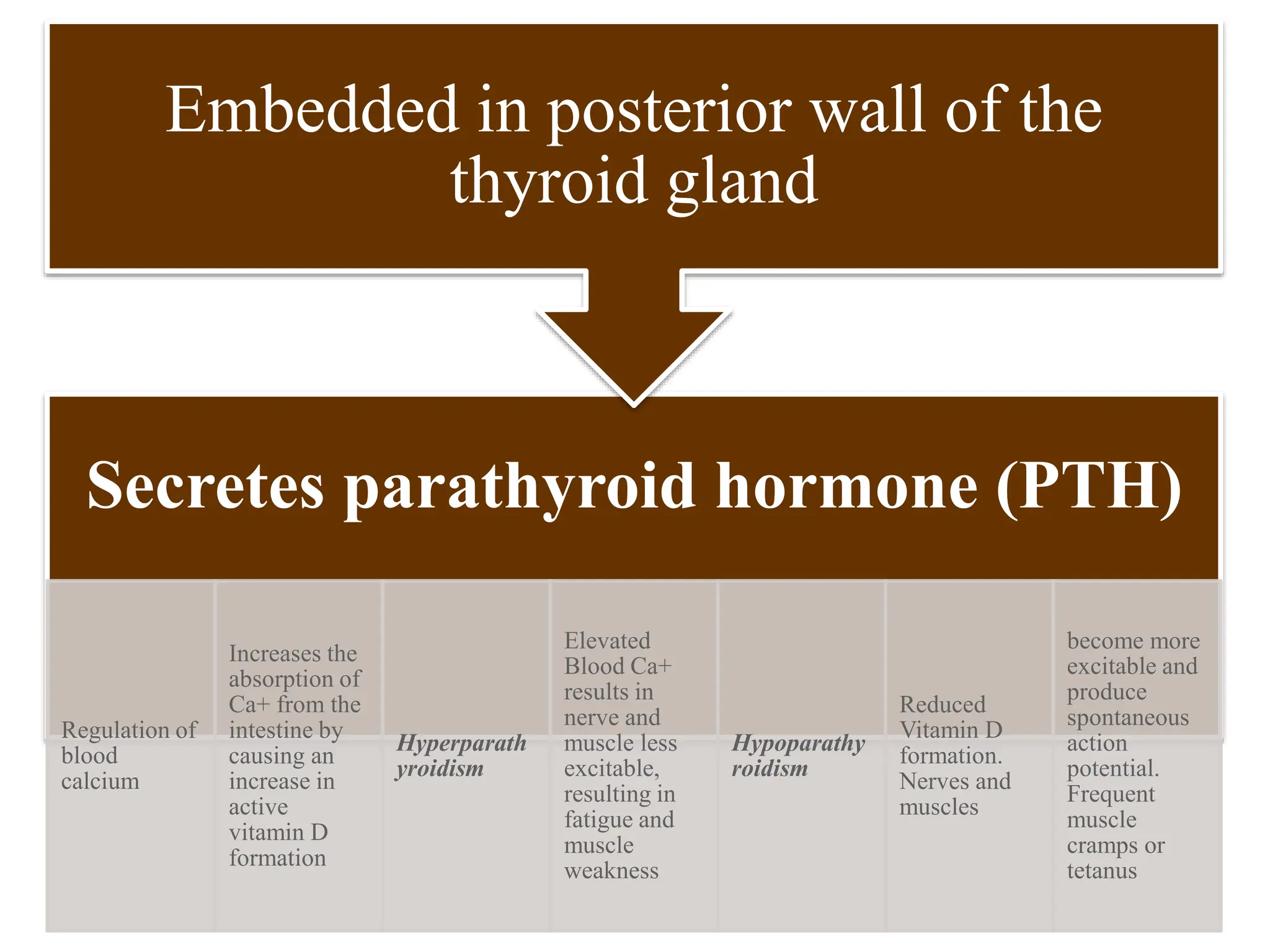 Endocrine system, its classification, chemical signals, receptors ...