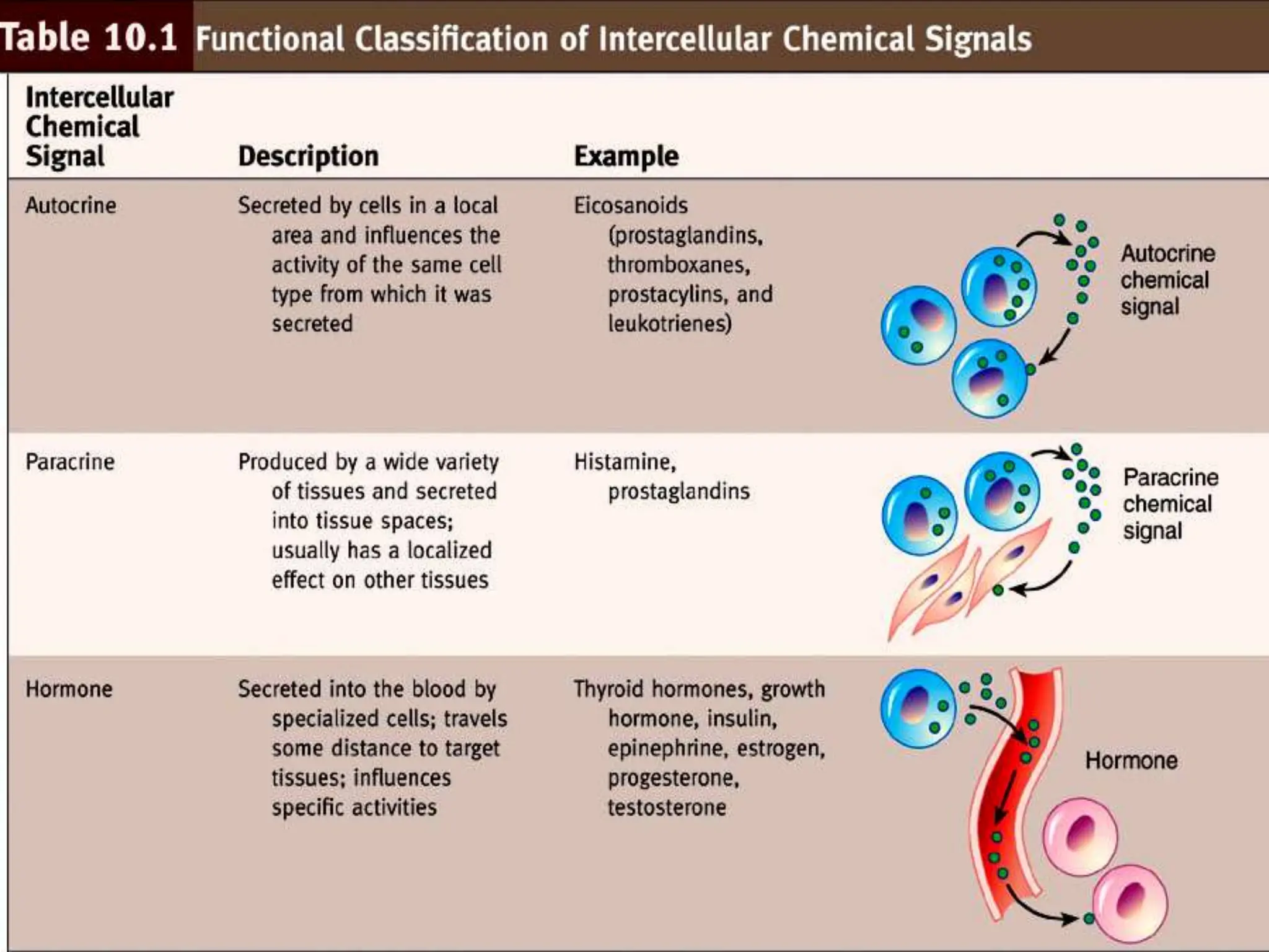 Endocrine system, its classification, chemical signals, receptors ...