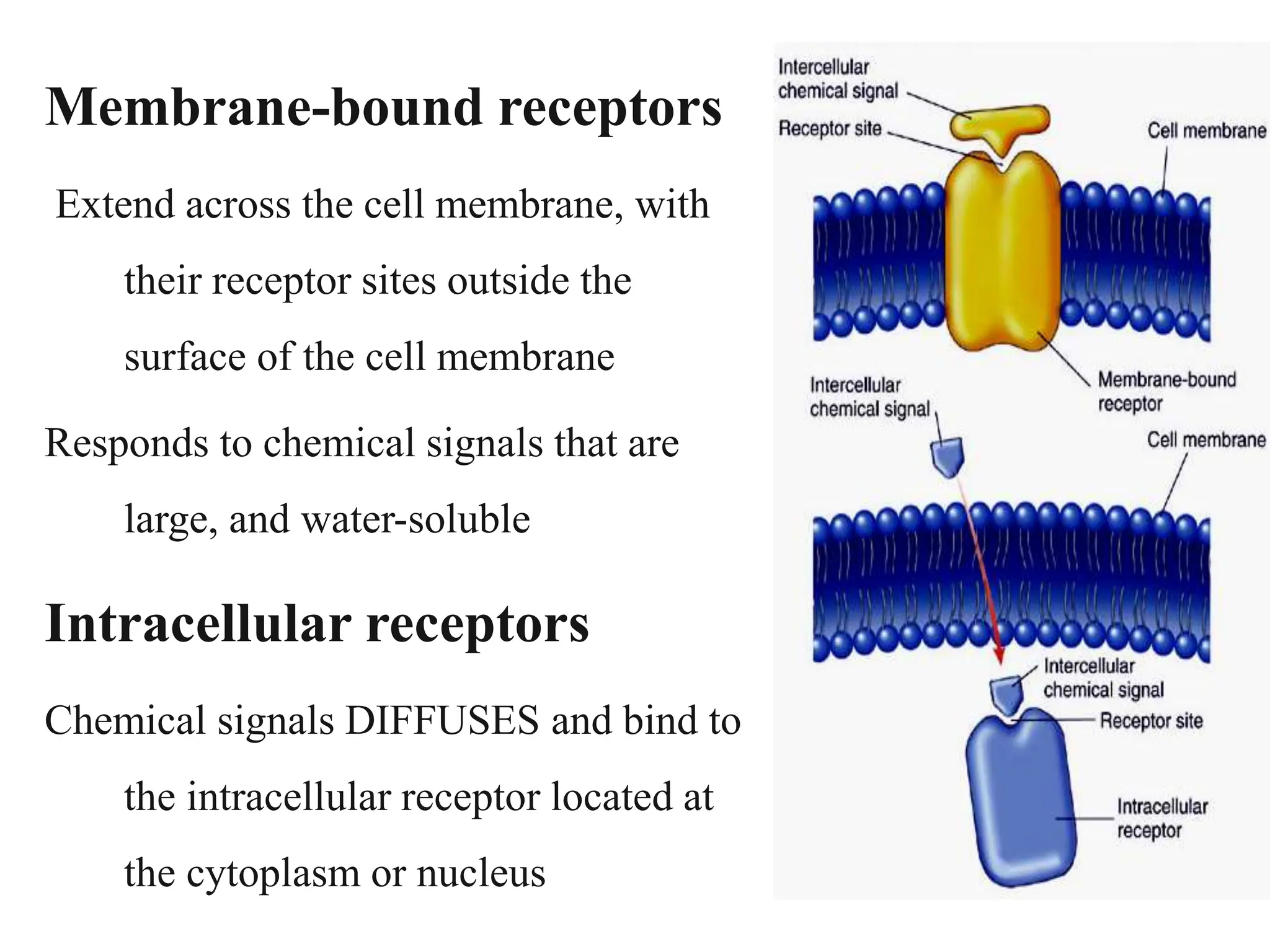 Endocrine system, its classification, chemical signals, receptors ...