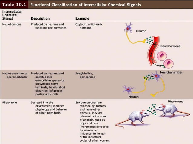 Endocrine system, its classification, chemical signals, receptors ...