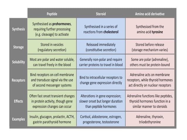 Endocrine System. Endocrine glands , types,hormone and functions | PPT
