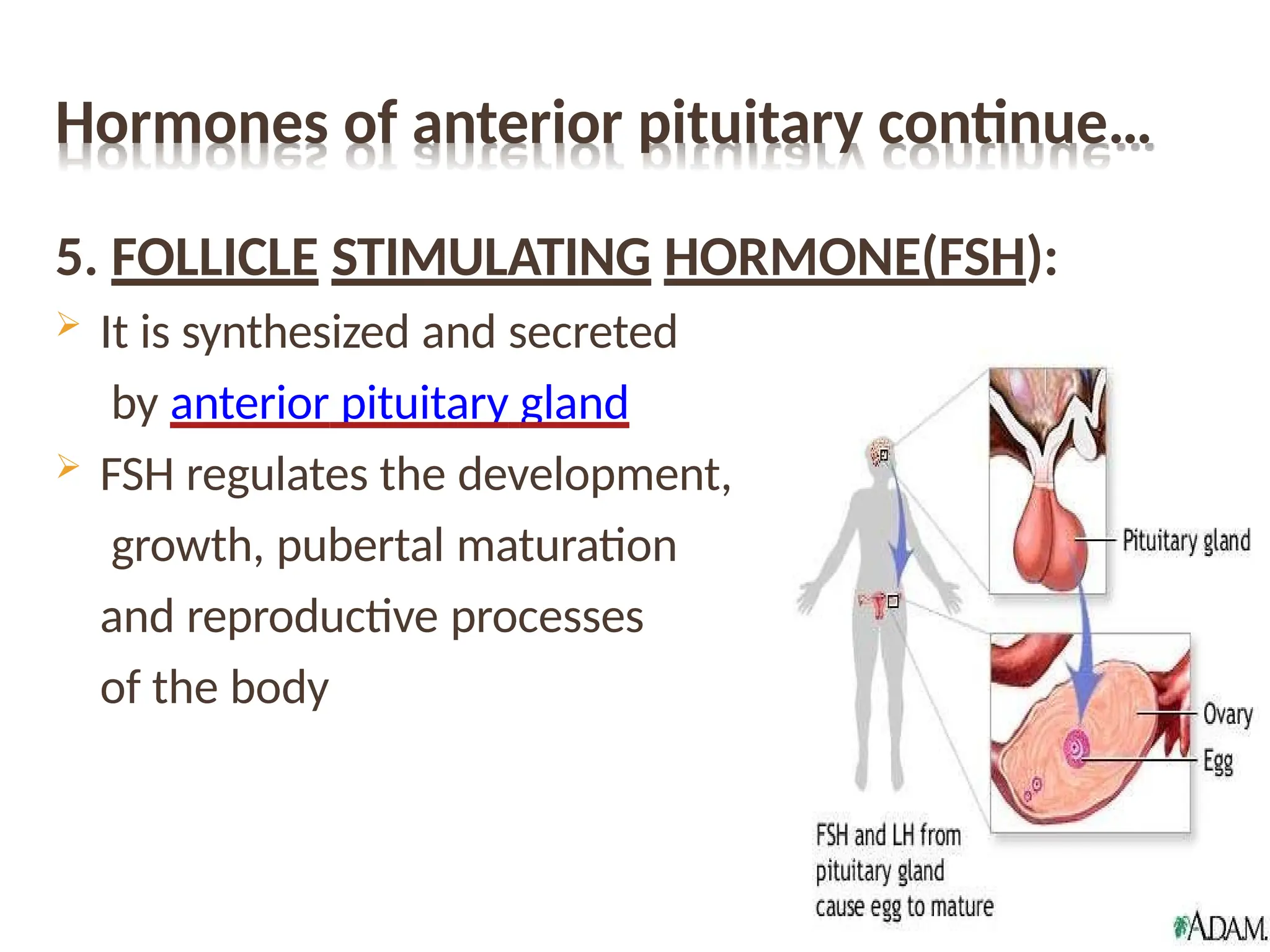 The Endocrine System: Hormones and Their Role in Body Regulation | PPTX