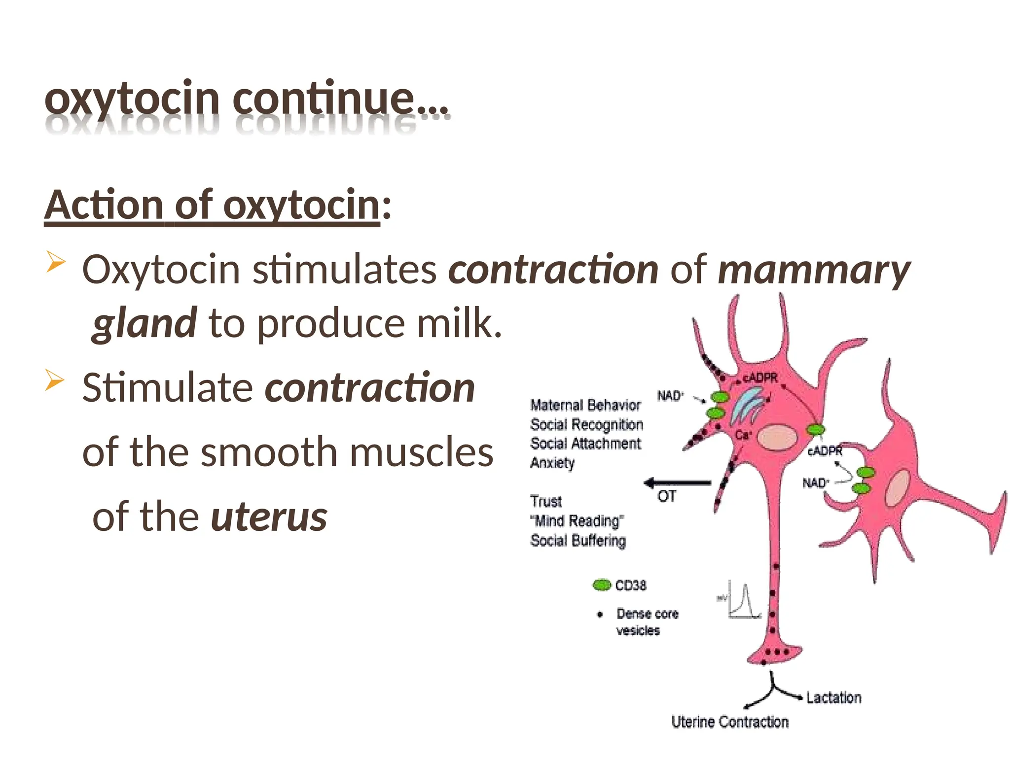 The Endocrine System: Hormones and Their Role in Body Regulation | PPTX