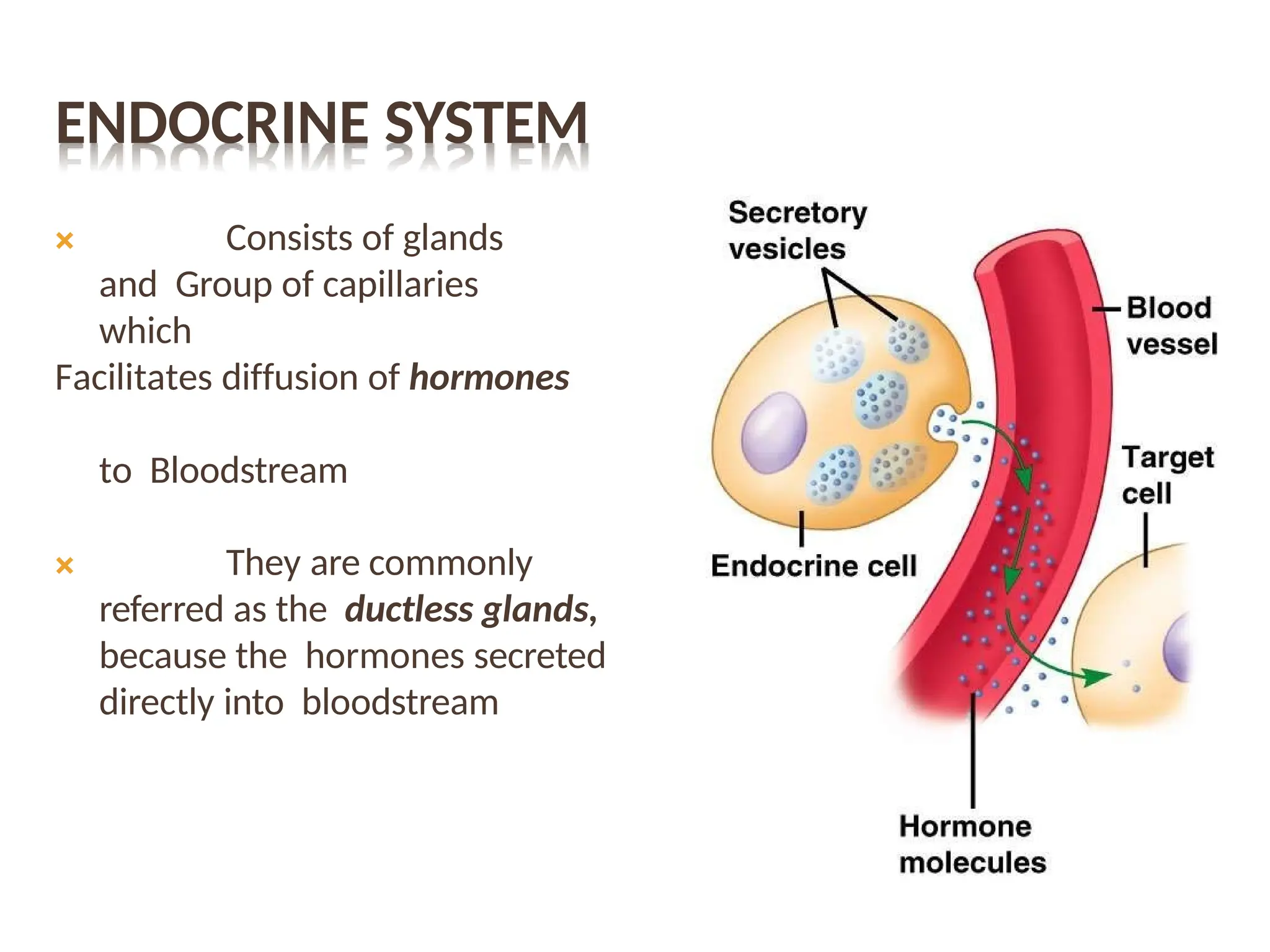 The Endocrine System: Hormones and Their Role in Body Regulation | PPTX