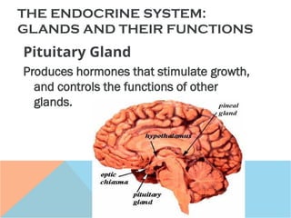 ENDOCRINE SYSTEM science 10 powerpoint ppt | PPT