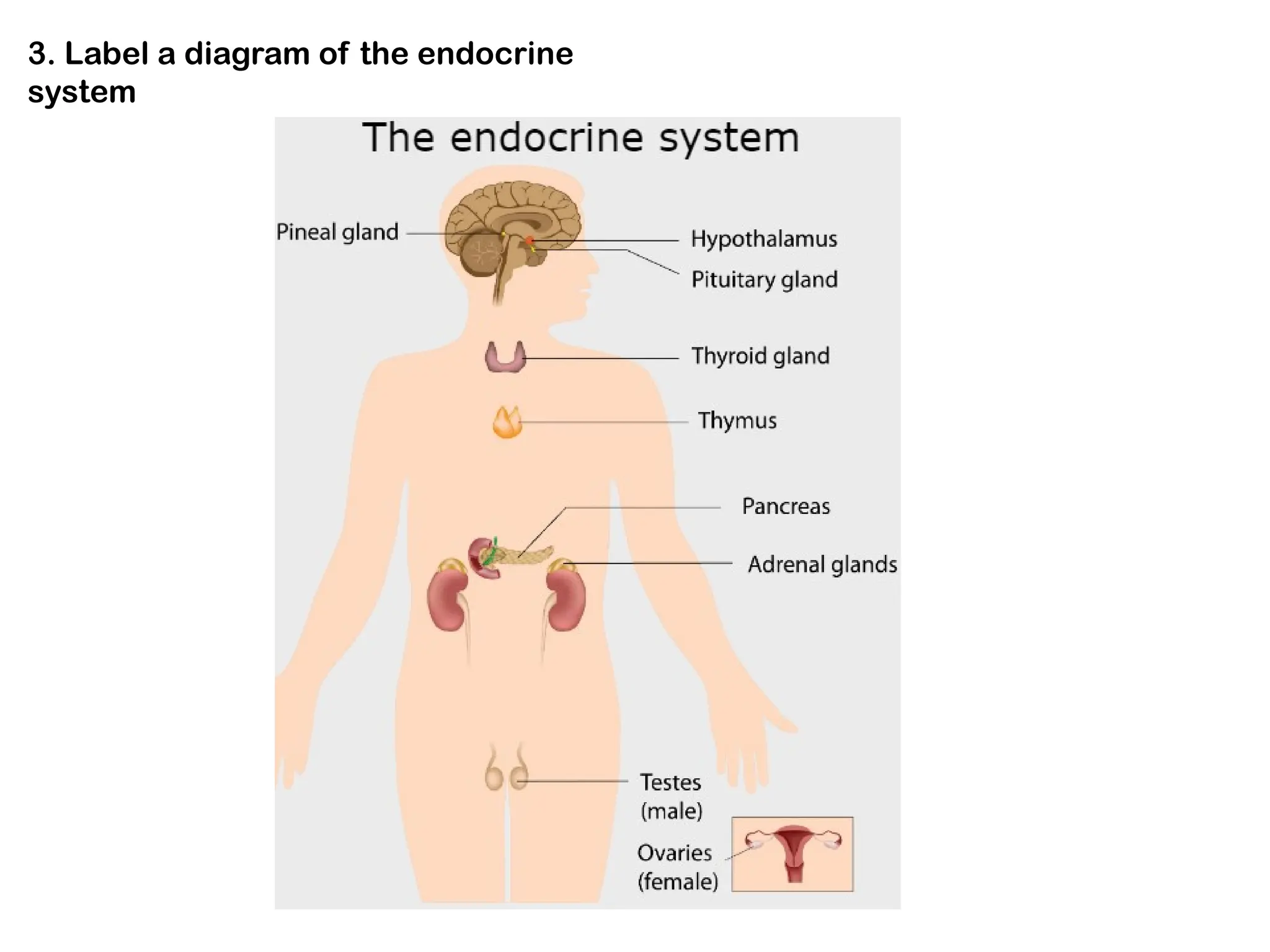 Endocrine System: El sistema endocrinooo | PPT