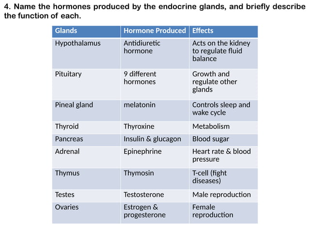 Endocrine System: El sistema endocrinooo | PPT