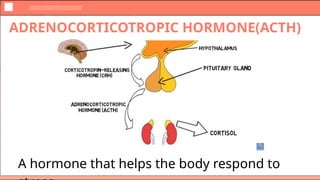 ENDOCRINE SYSTEM AND THE DIFFERENT GLANDS | PPTX