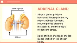 ENDOCRINE SYSTEM AND THE DIFFERENT GLANDS | PPTX